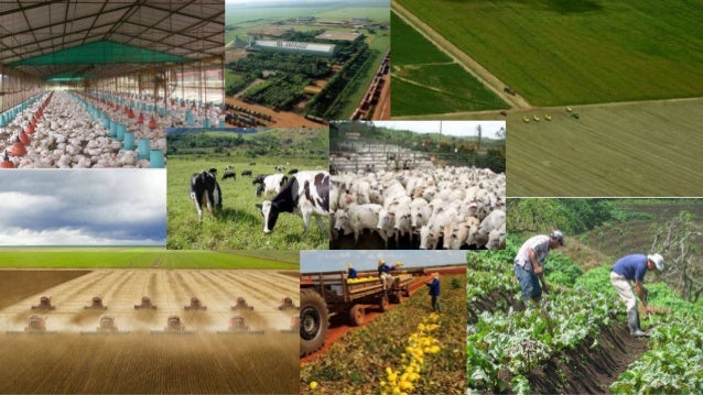 O Espaço Rural no Brasil - 7º Ano (2017)