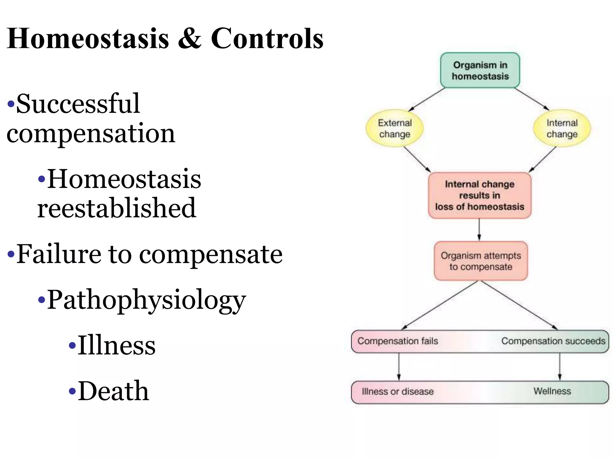 Homeostasis (2) | PPTX