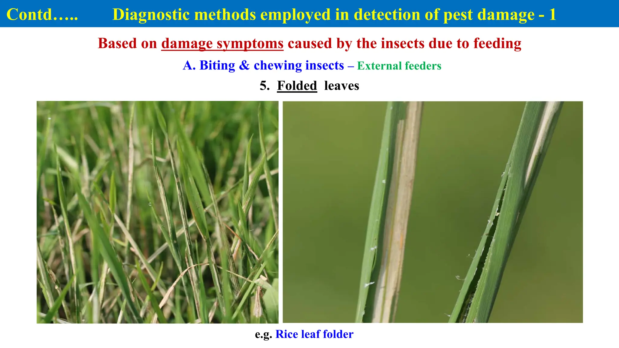 2 type of damage(1).pdf sub : principle of integrated pest and disease ...