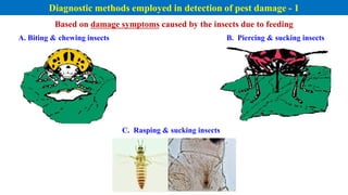 2 type of damage(1).pdf sub : principle of integrated pest and disease ...