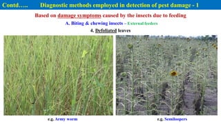 2 type of damage(1).pdf sub : principle of integrated pest and disease ...