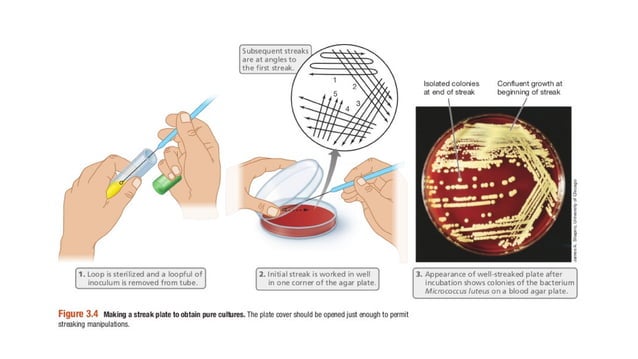 Types of culture media and culture techniques | PDF | Chemistry | Science