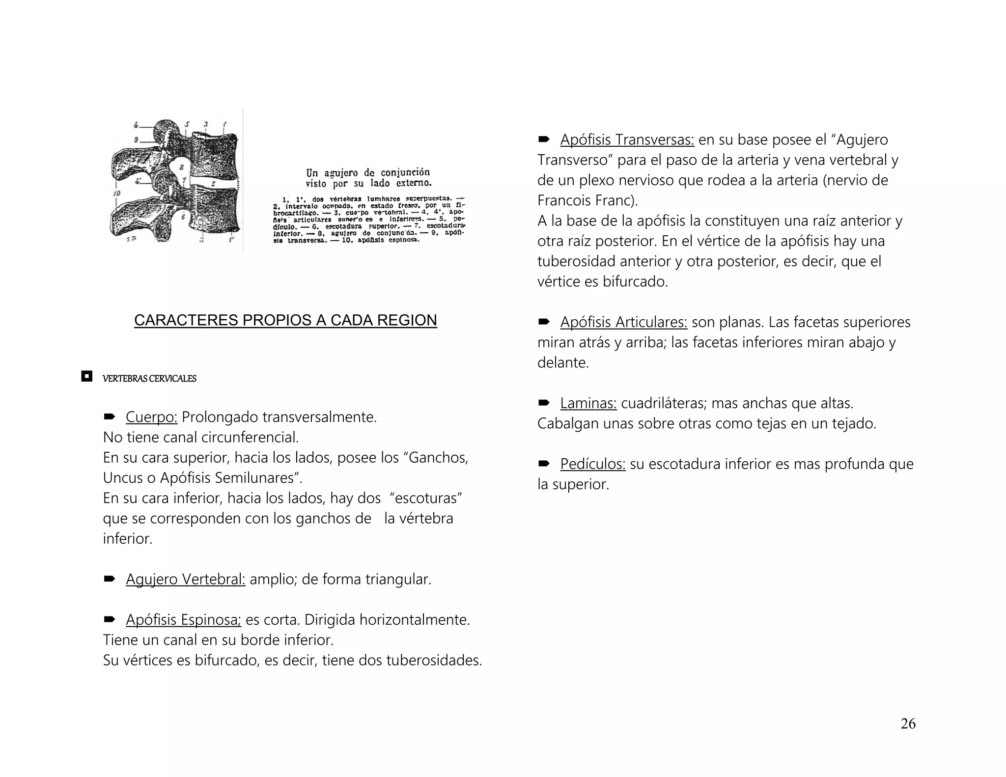 2 UNIDAD COLUMNA VERTEBRAL y TORAX 2 (complementario).pdf