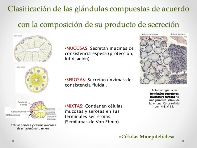 2 unidad iii glandulas (1)