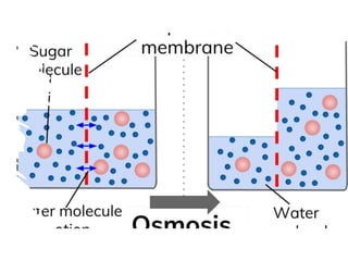 Osmosis | PPT