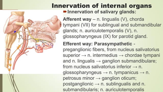 Vegetative Nervous system(peripheral nervous system) | PPT