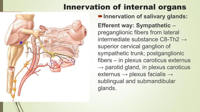 Vegetative Nervous system(peripheral nervous system) | PPT