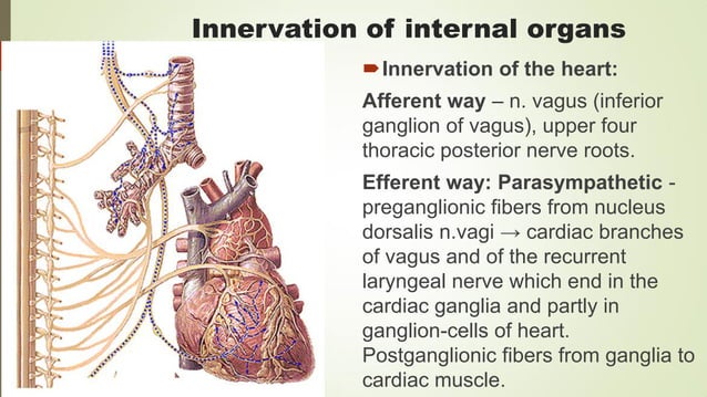 Vegetative Nervous system(peripheral nervous system) | PPT