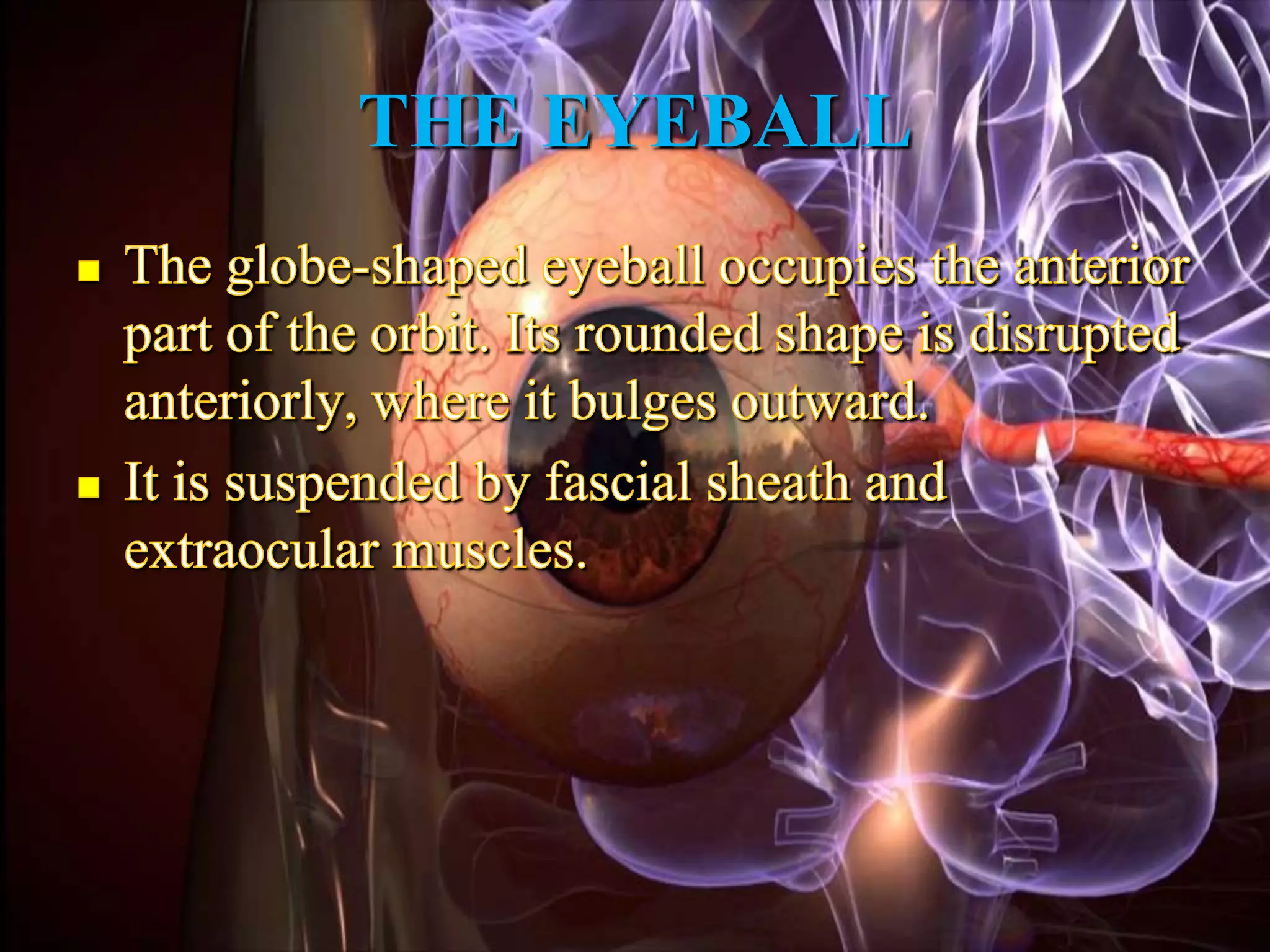 Movement of eyeball | PPTX