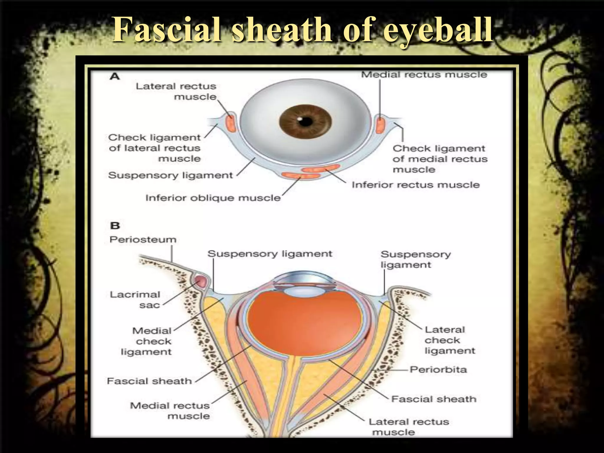 Movement of eyeball | PPTX