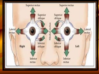 Movement of eyeball | PPTX