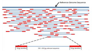 2 whole genome sequencing and analysis | PPTX