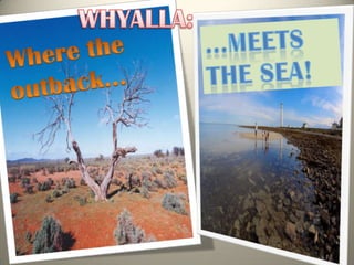 Rebecca Neilson - Whyalla Case Study | PPTX