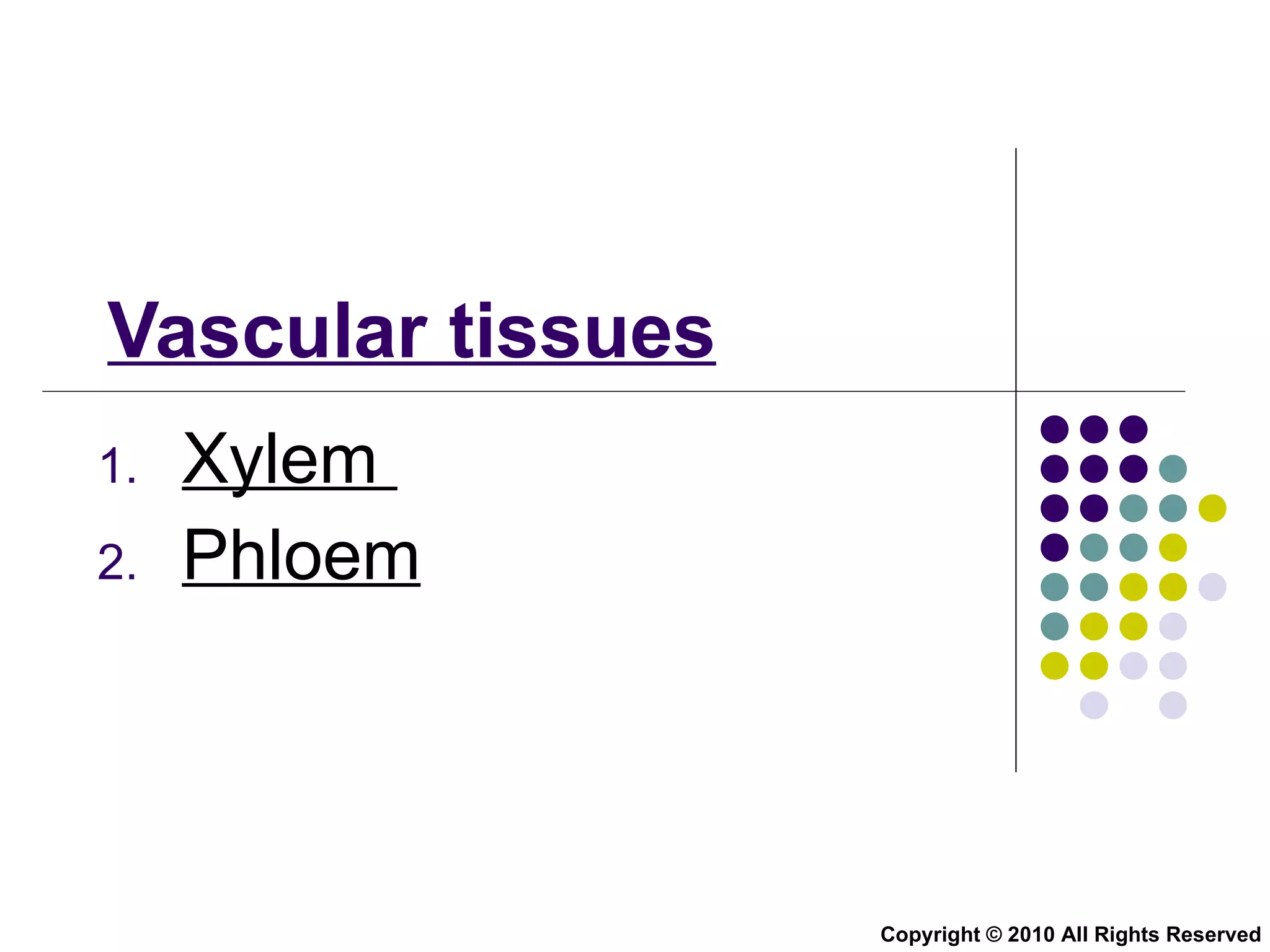 Chapter 9 Transport in Plants Lesson 2 - Xylem and Phloem structure and ...