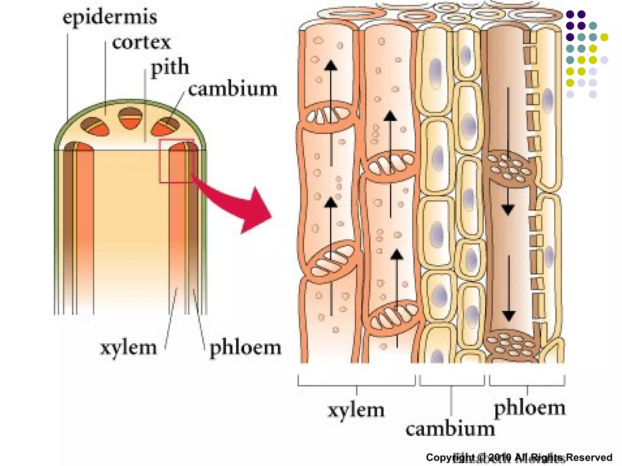Chapter 9 Transport in Plants Lesson 2 - Xylem and Phloem structure and ...