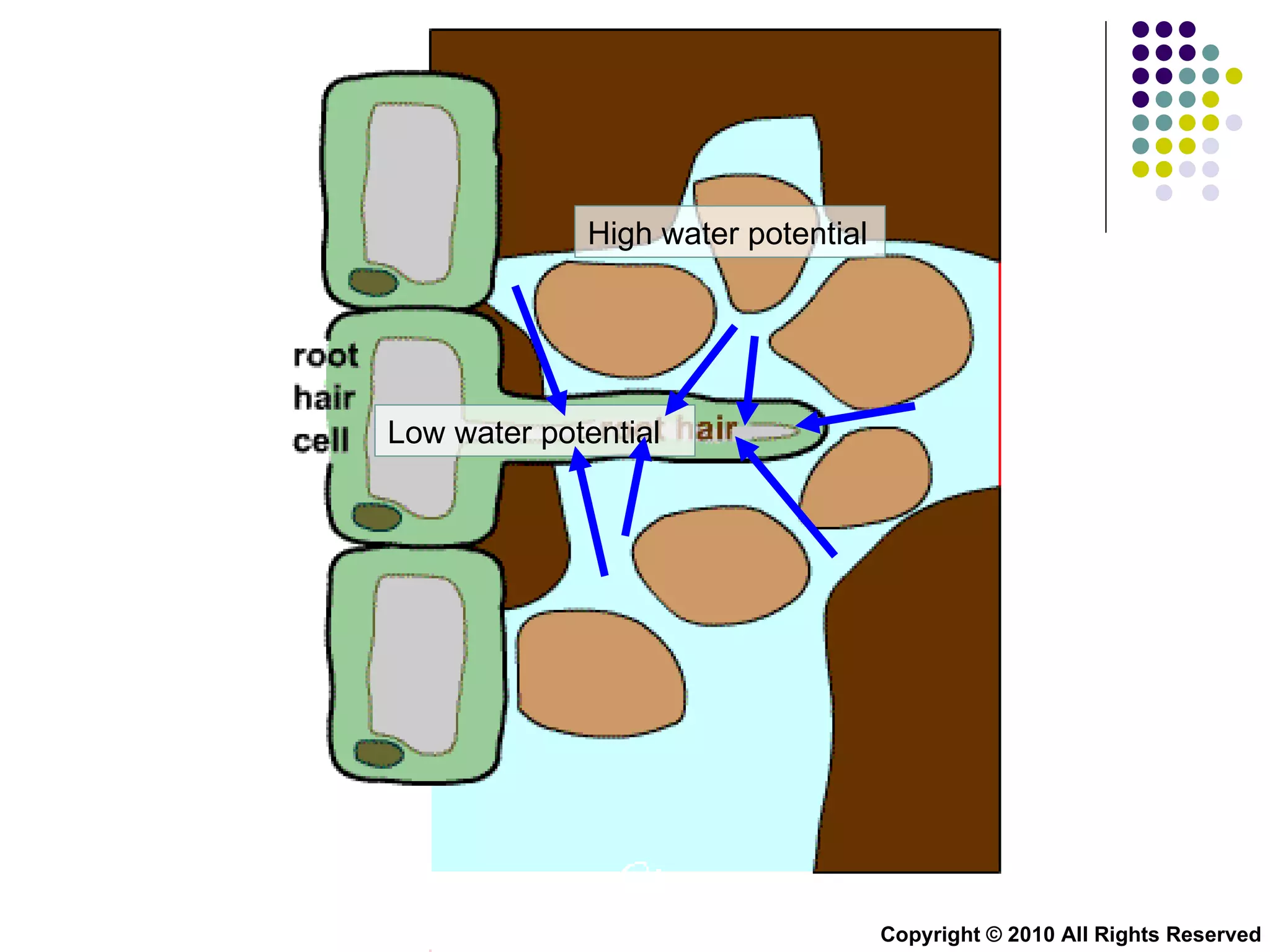 Chapter 9 Transport in Plants Lesson 2 - Xylem and Phloem structure and ...