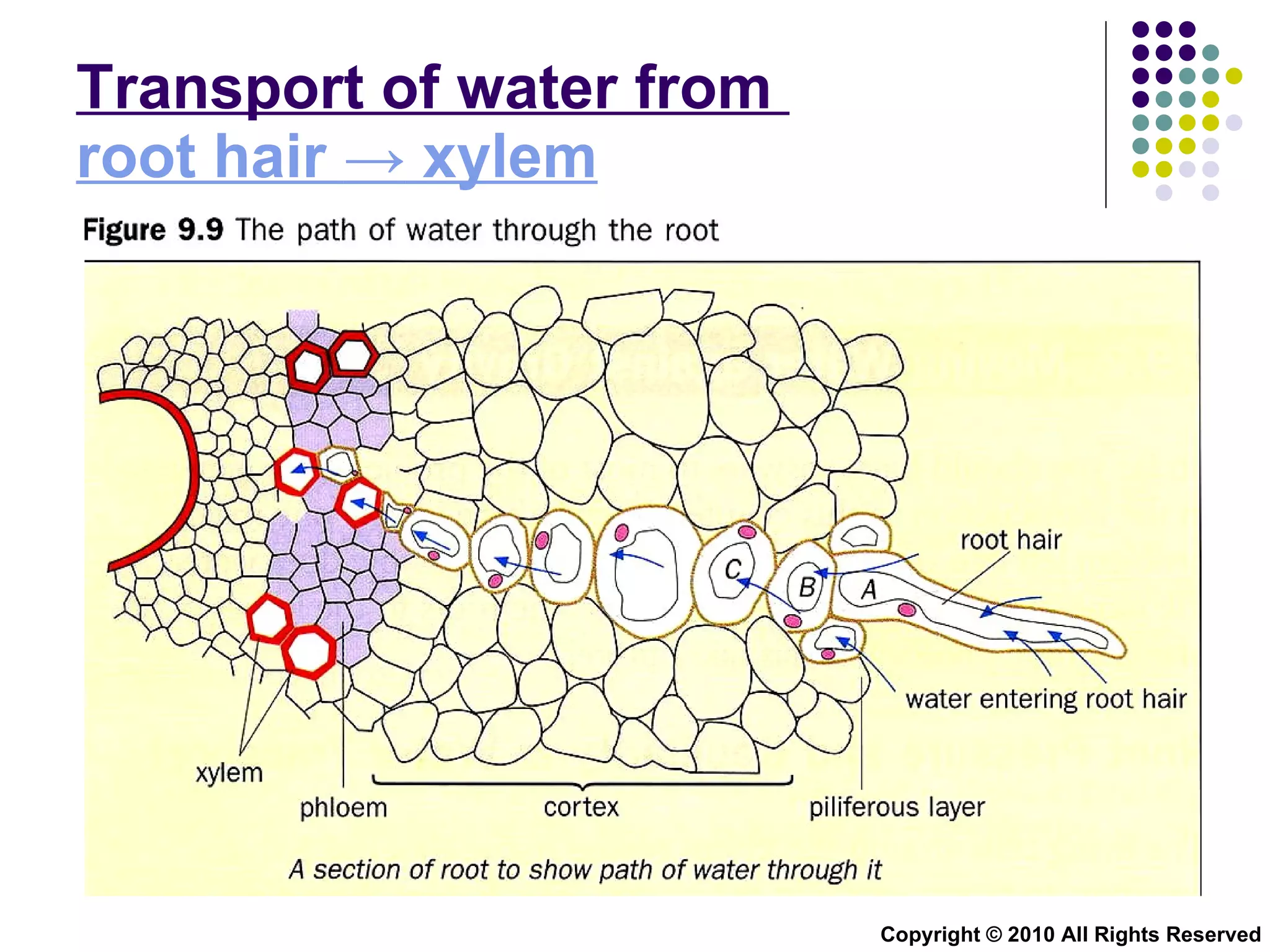 Chapter 9 Transport in Plants Lesson 2 - Xylem and Phloem structure and ...