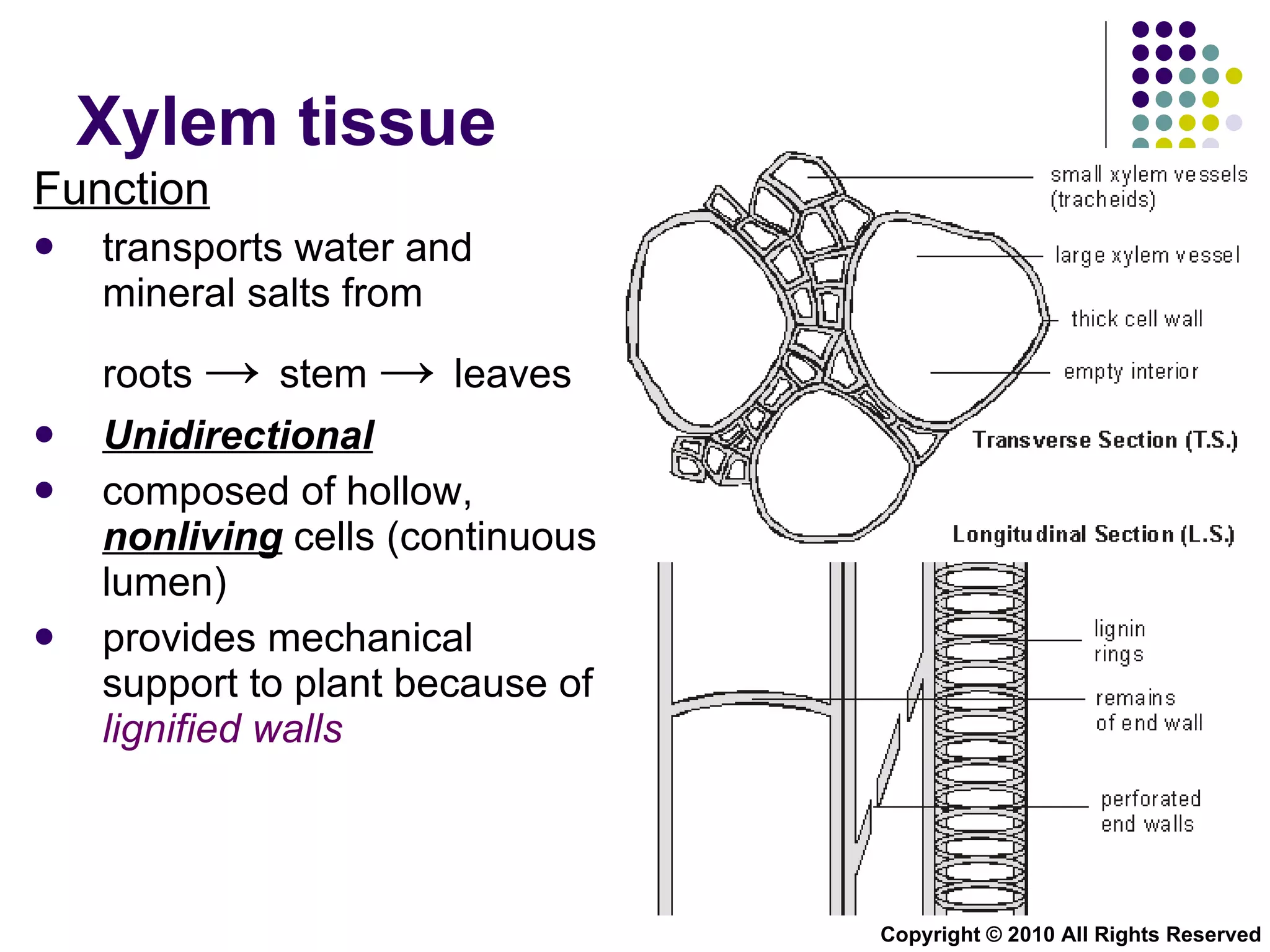 Chapter 9 Transport in Plants Lesson 2 - Xylem and Phloem structure and ...