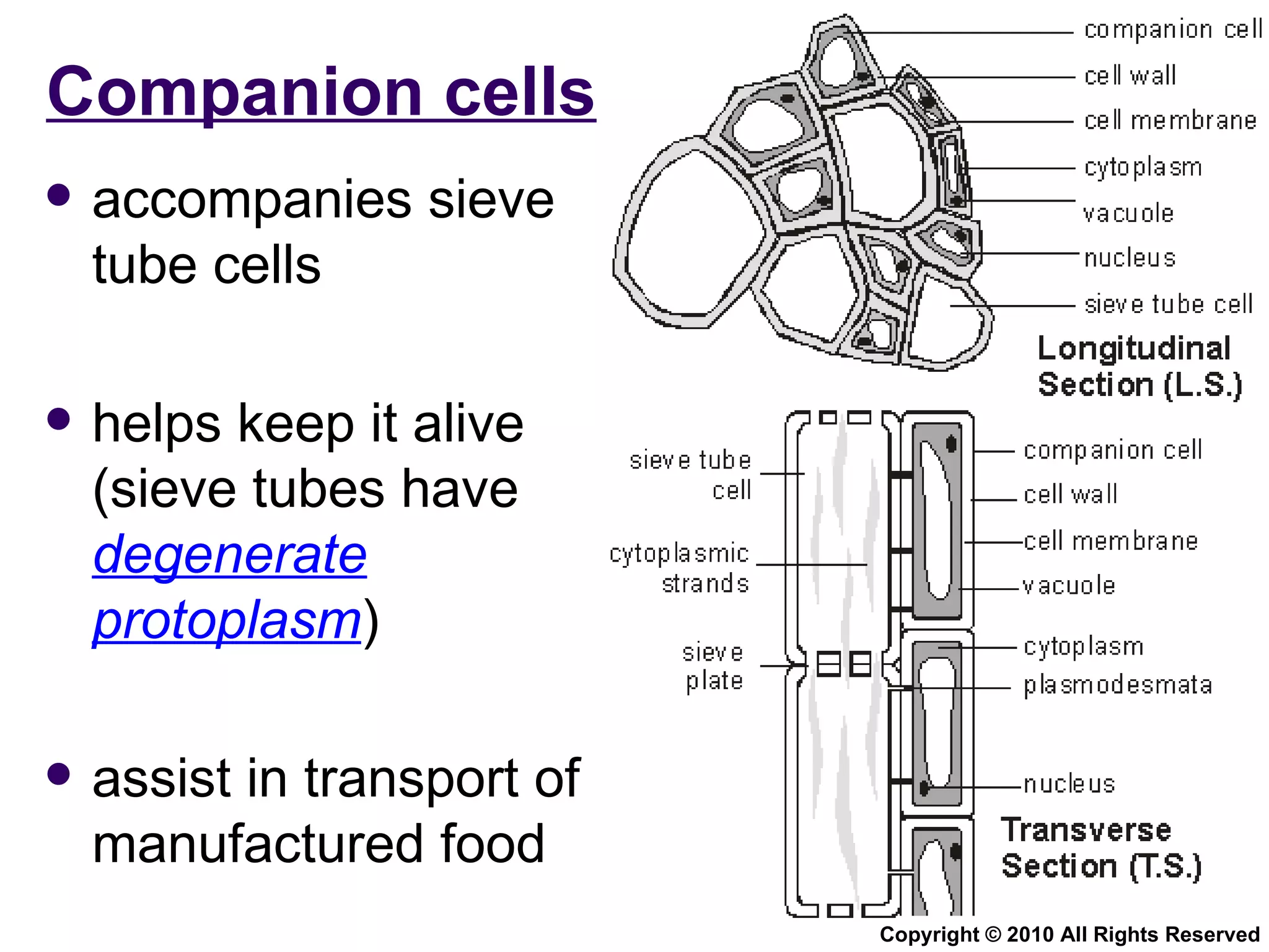Chapter 9 Transport in Plants Lesson 2 - Xylem and Phloem structure and ...