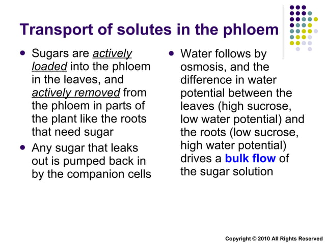 Chapter 9 Transport in Plants Lesson 2 - Xylem and Phloem structure and ...