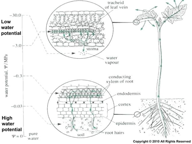 Chapter 9 Transport in Plants Lesson 2 - Xylem and Phloem structure and ...