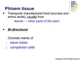 Chapter 9 Transport in Plants Lesson 2 - Xylem and Phloem structure and ...