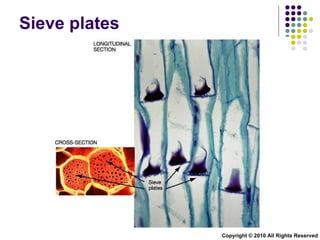 Chapter 9 Transport in Plants Lesson 2 - Xylem and Phloem structure and ...