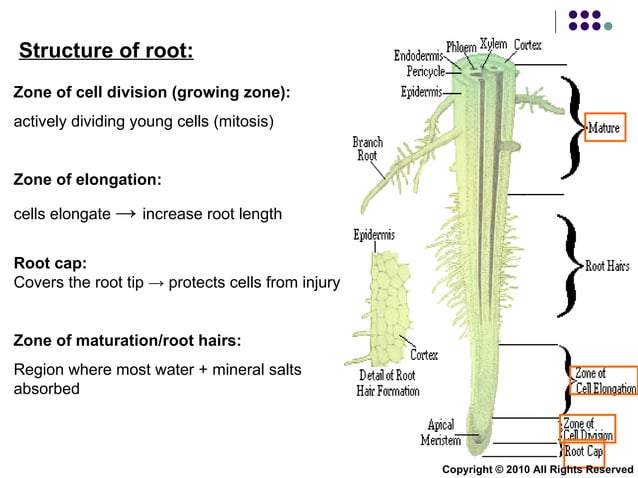 Chapter 9 Transport in Plants Lesson 2 - Xylem and Phloem structure and ...