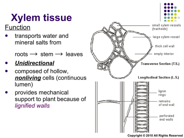 Chapter 9 Transport in Plants Lesson 2 - Xylem and Phloem structure and ...