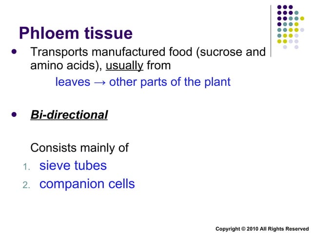Chapter 9 Transport in Plants Lesson 2 - Xylem and Phloem structure and ...