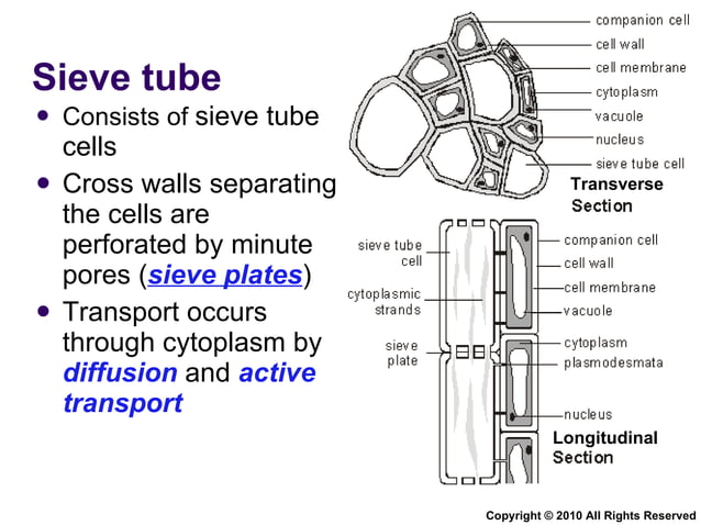 Chapter 9 Transport in Plants Lesson 2 - Xylem and Phloem structure and ...