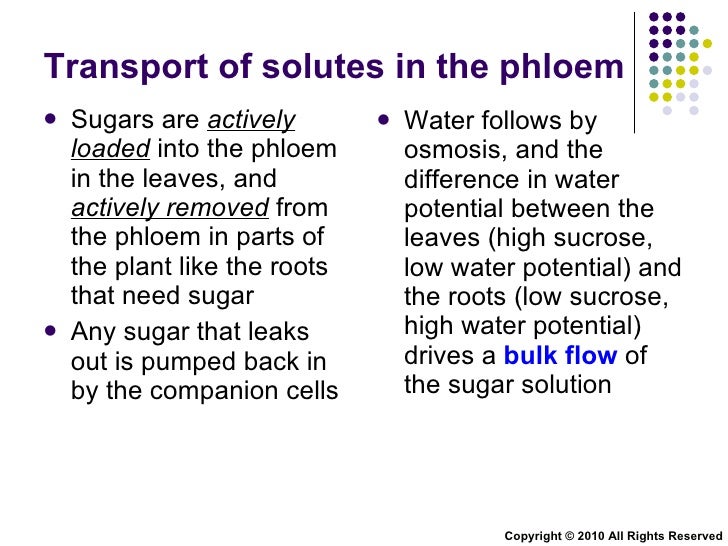Transport In Plants Structure Of The Xylem And Phloem