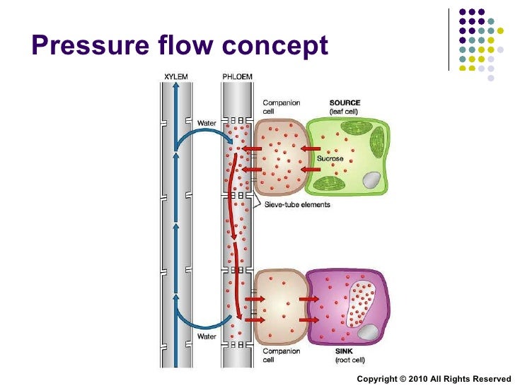 Chapter 9 Transport in Plants Lesson 2 - Xylem and Phloem structure a…