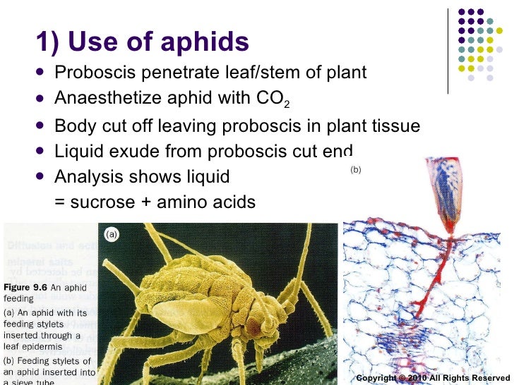 Chapter 9 Transport in Plants Lesson 2 - Xylem and Phloem structure a…