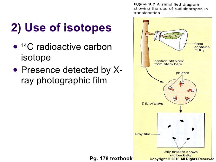 Chapter 9 Transport in Plants Lesson 2 - Xylem and Phloem structure a…