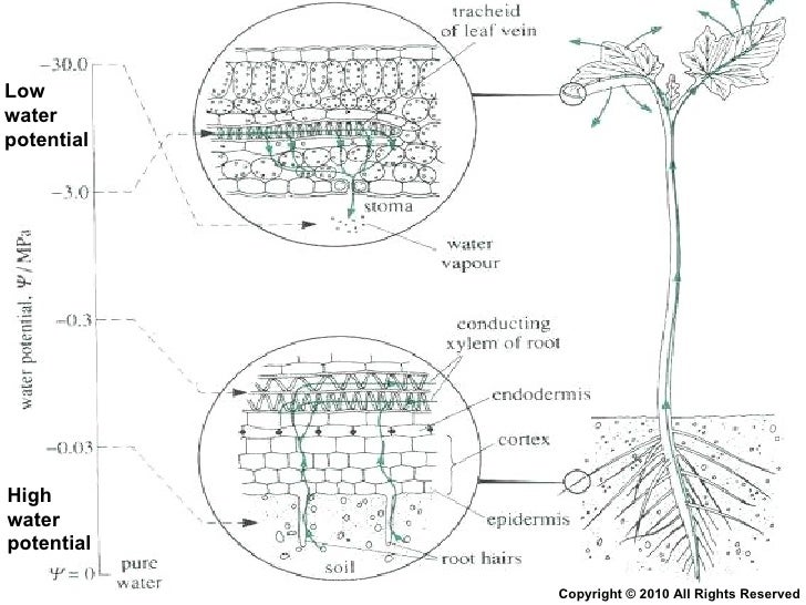 Chapter 9 Transport in Plants Lesson 2 - Xylem and Phloem structure a…