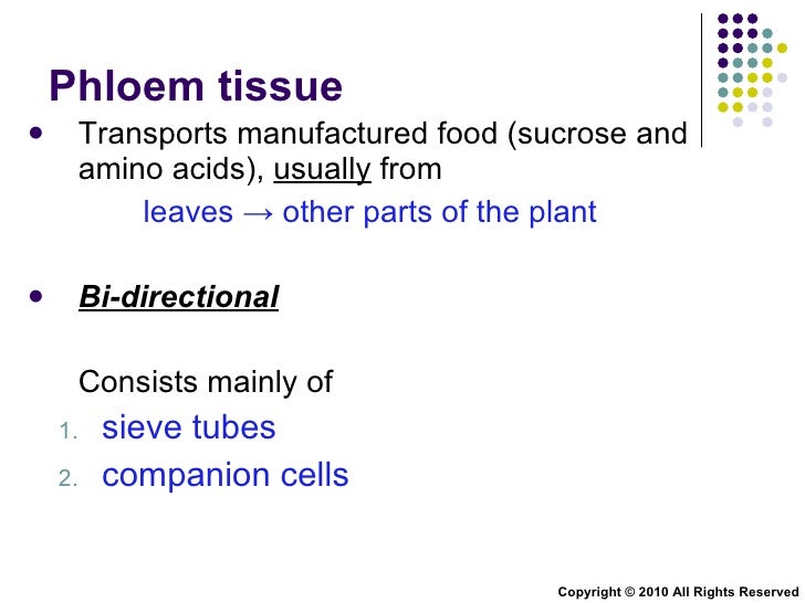 Transport In Plants 2 Xylem And Phloem Structure
