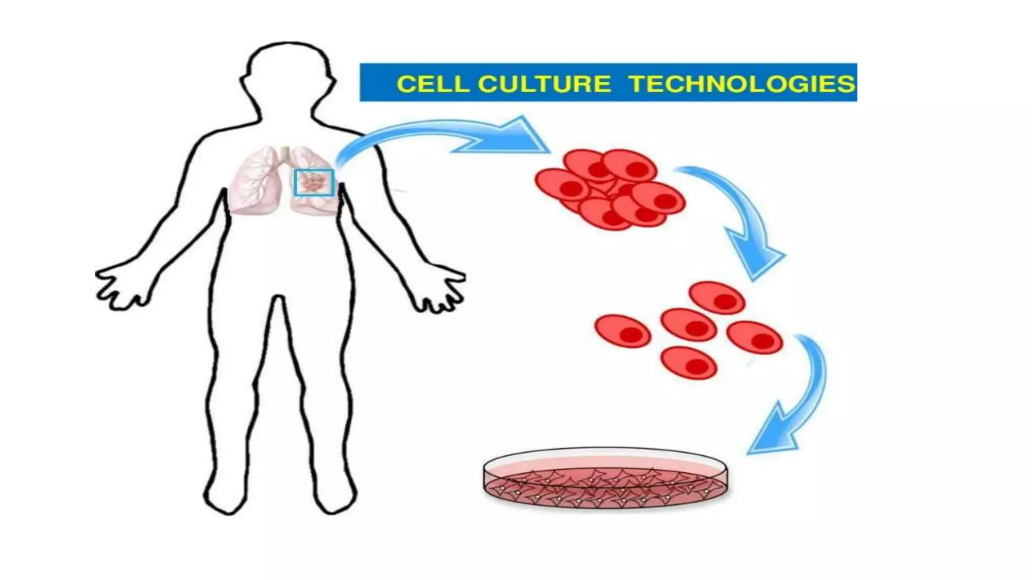 Animal Cell Culture and its application | PPTX
