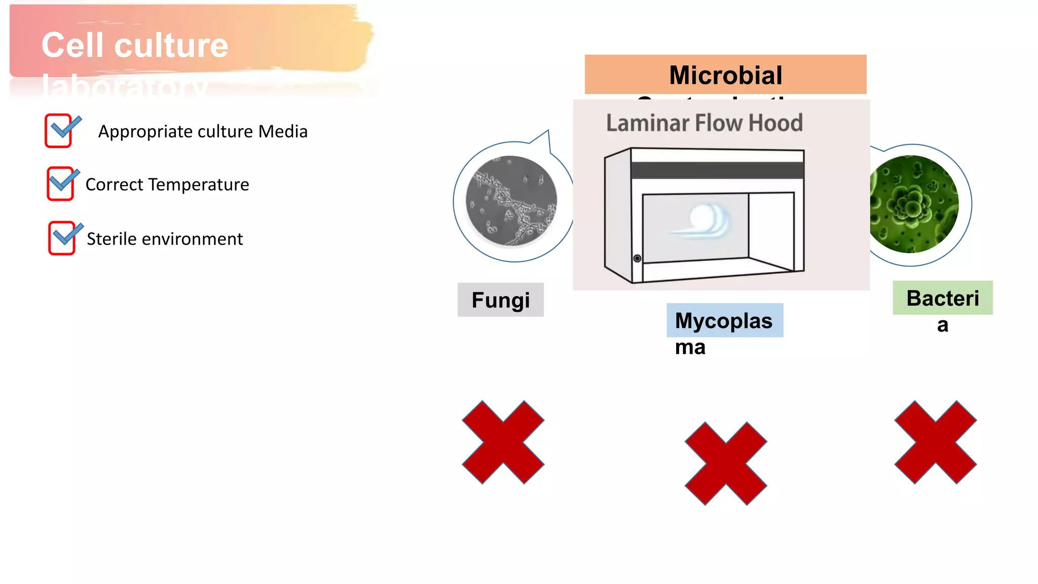 Animal Cell Culture and its application | PPTX