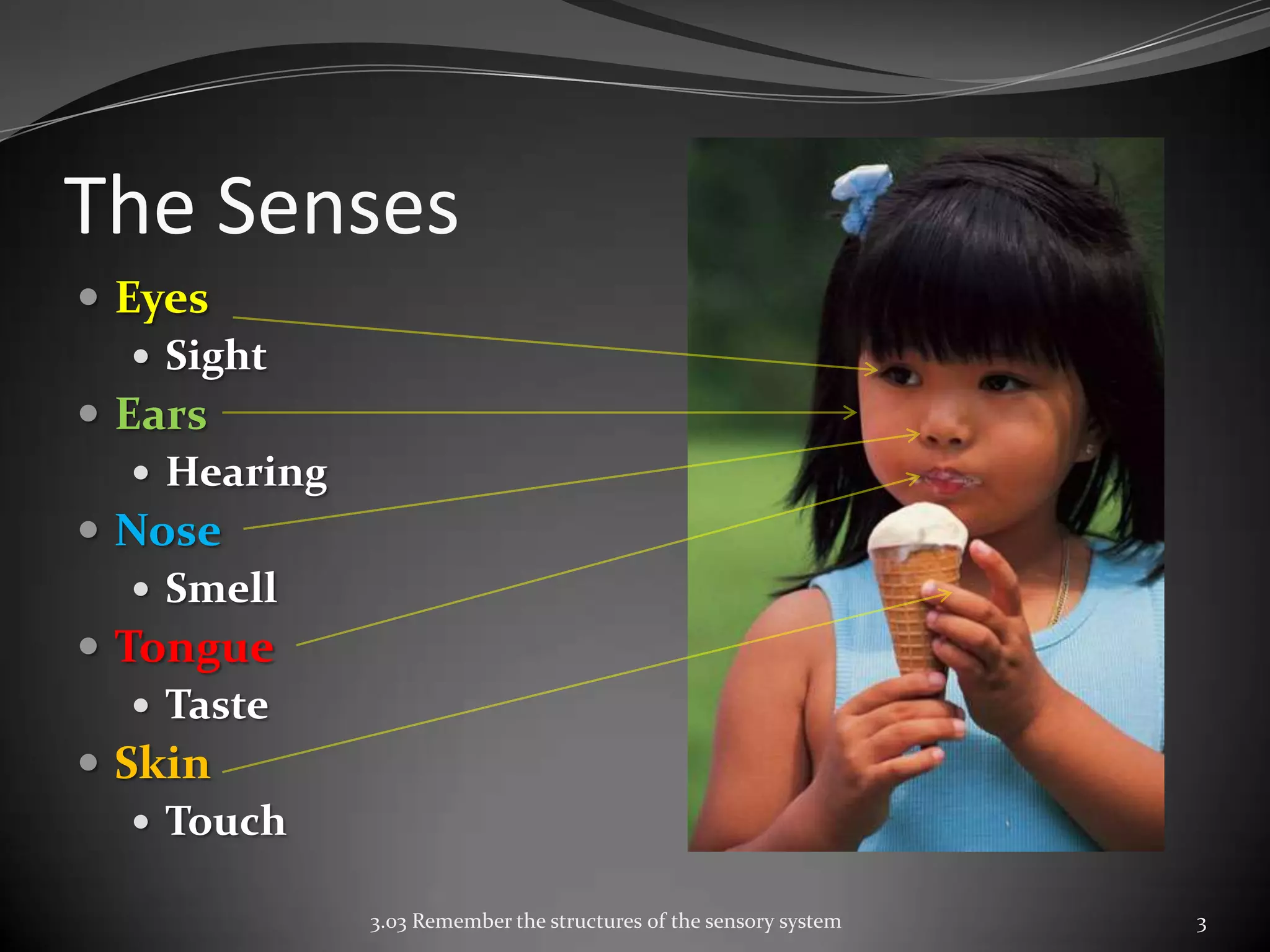 Structures of the Sensory System | PPTX