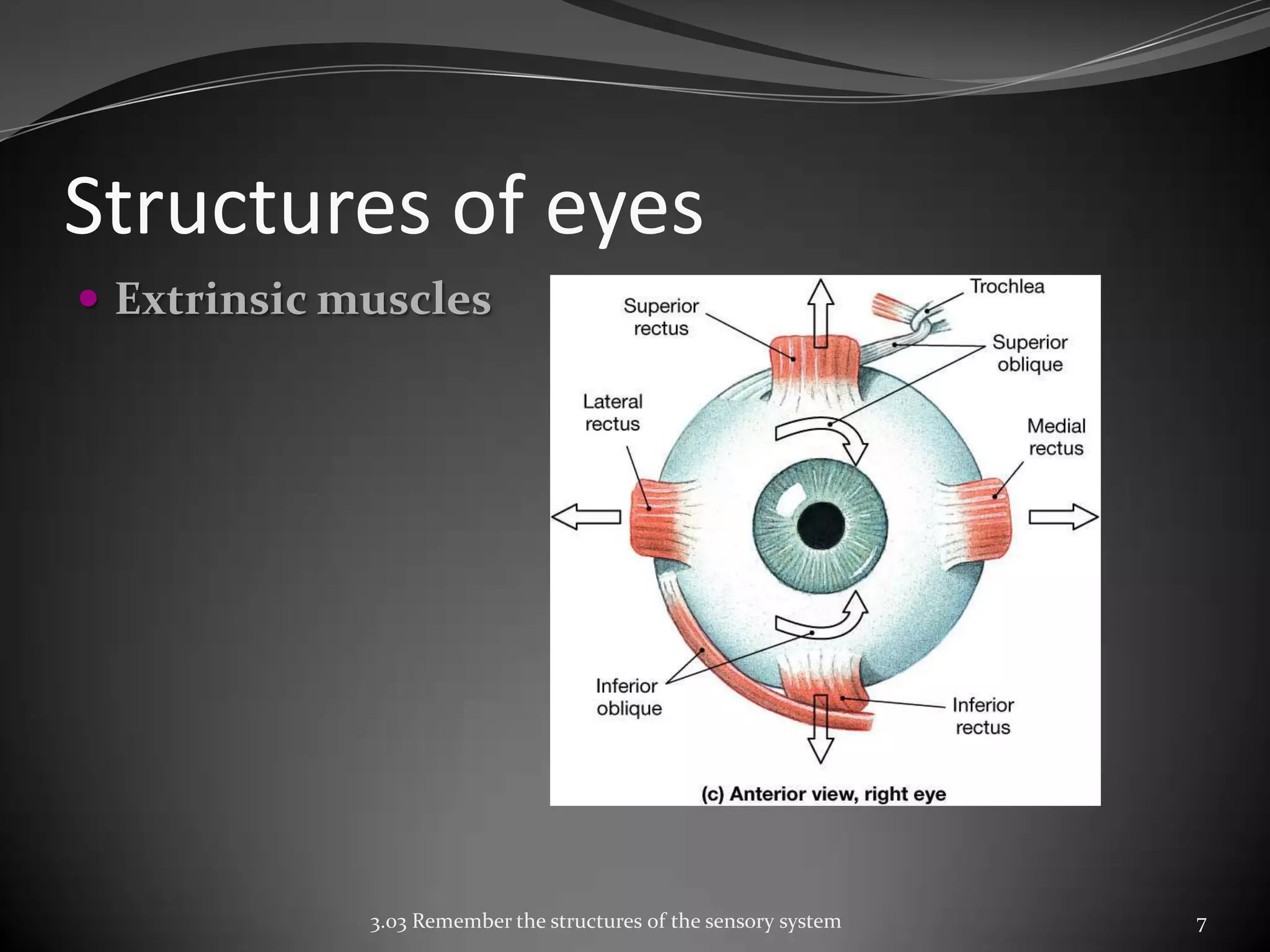 Structures of the Sensory System | PPT | Free Download