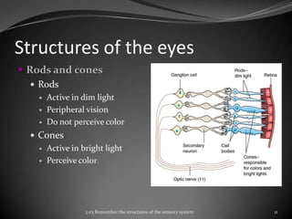 Structures of the Sensory System | PPTX