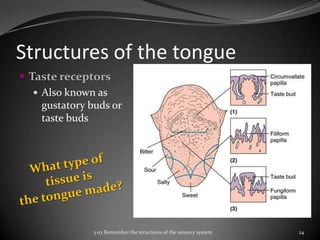 Structures of the Sensory System | PPTX