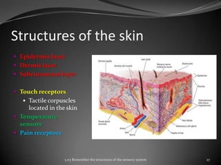 Structures of the Sensory System | PPTX