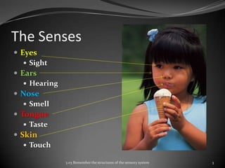 Structures of the Sensory System | PPTX