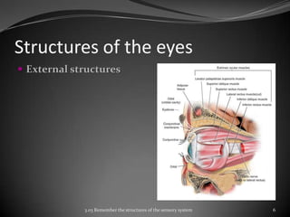 Structures of the Sensory System | PPTX