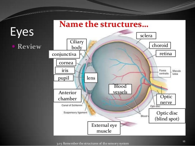 Structures of the Sensory System