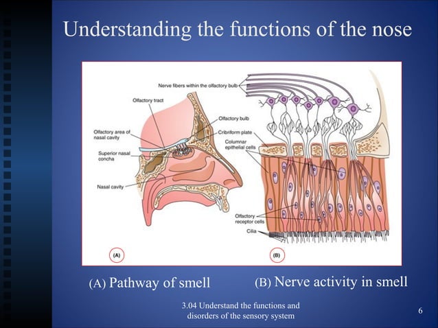 Functions and disorders of the nose | PPT | Ear, Nose and Throat ...