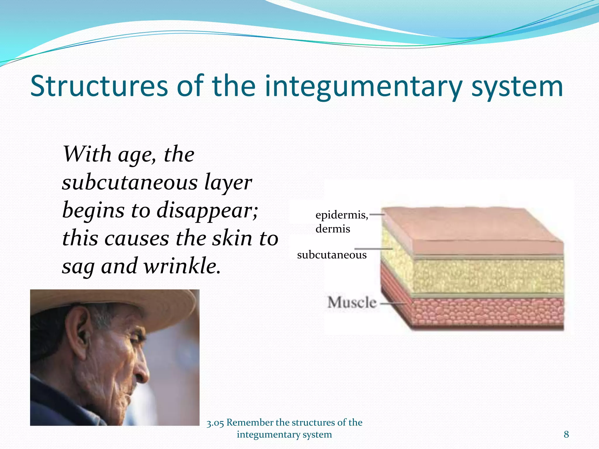 Structures of the Integumentary System | PPTX