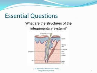 Structures of the Integumentary System | PPTX | Skin and Dermatology ...